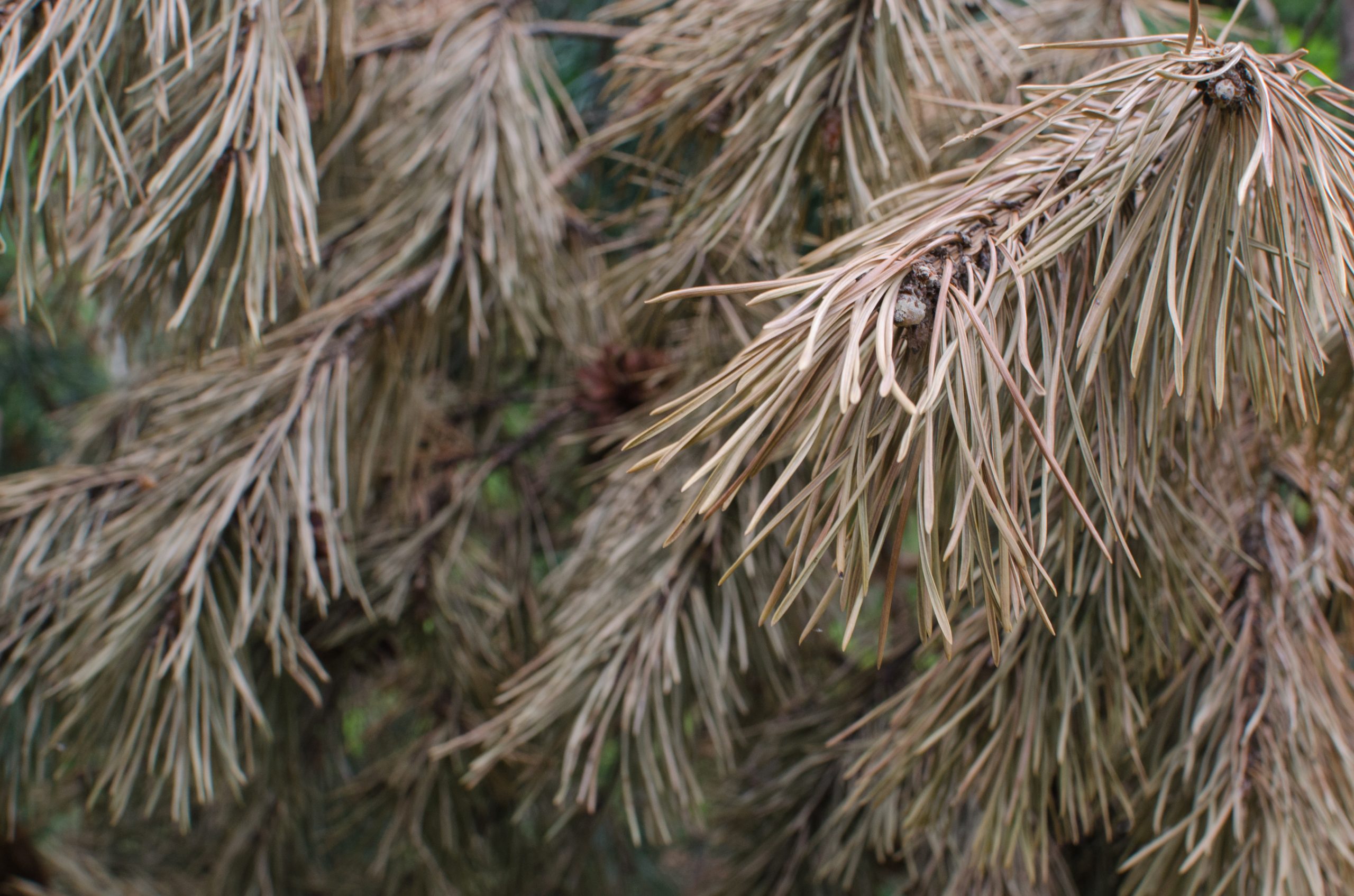 Garden Variety: Know the signs, causes of tree decline | News, Sports ...